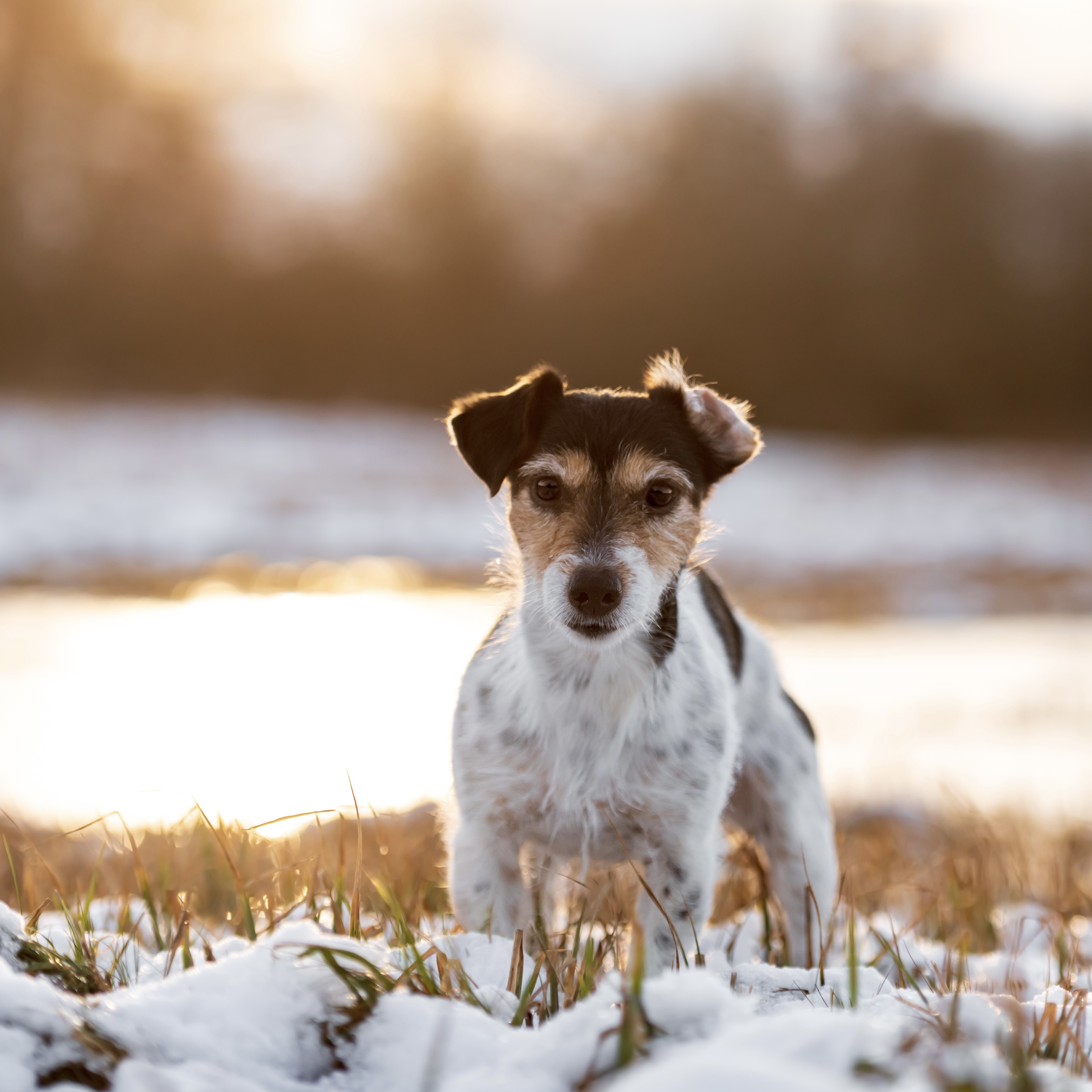 Péče o psa v zimě | Buďte připravení